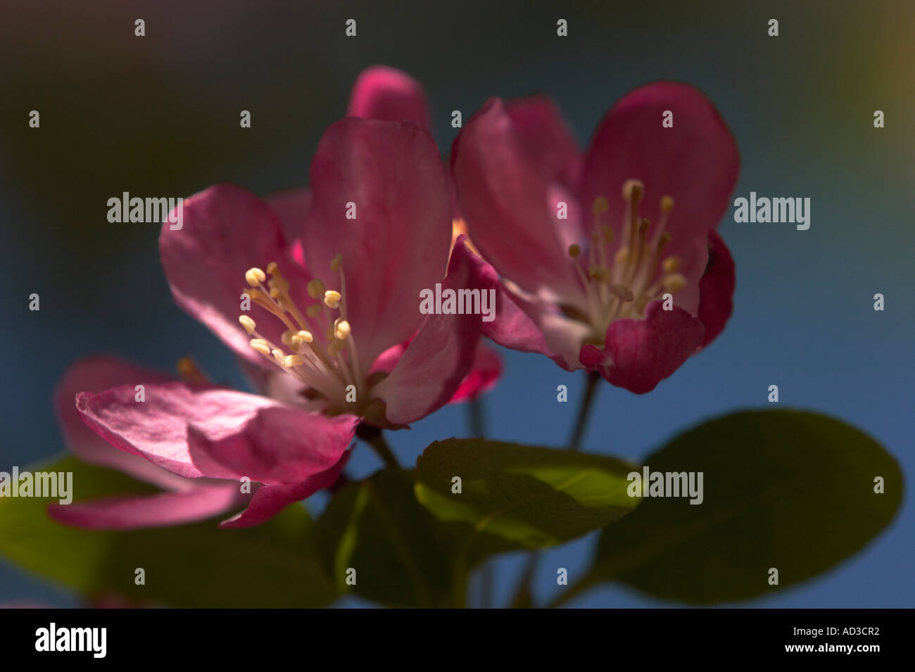 Flowers up close Stock Photo - Alamy