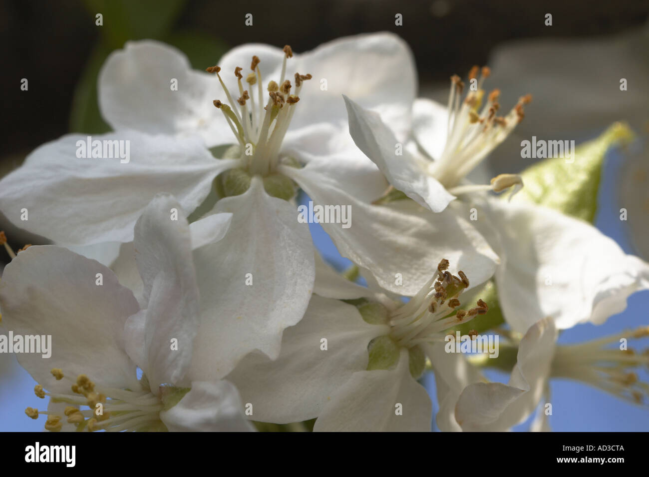 Flowers up close Stock Photo - Alamy
