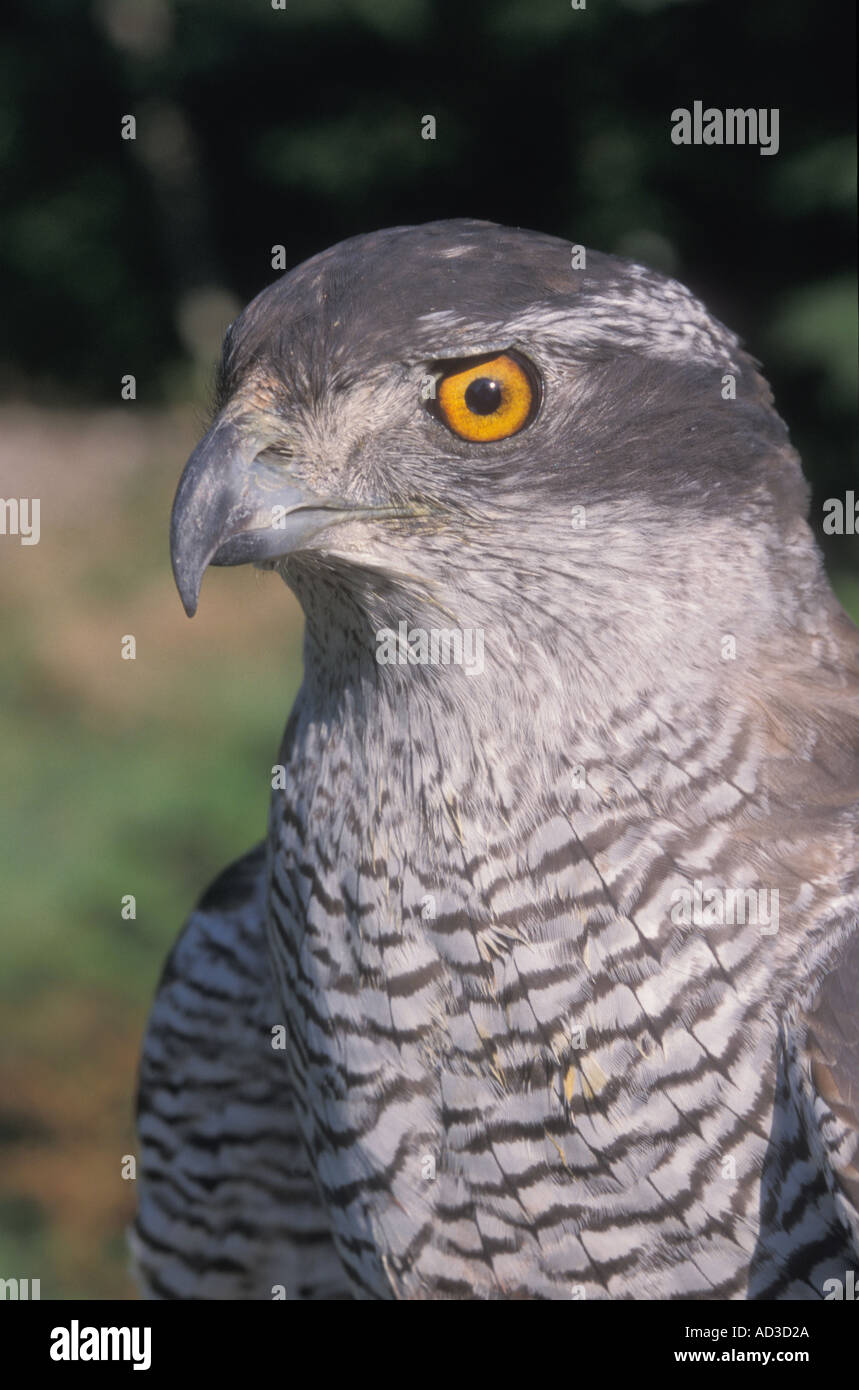 British goshawk hi-res stock photography and images - Alamy