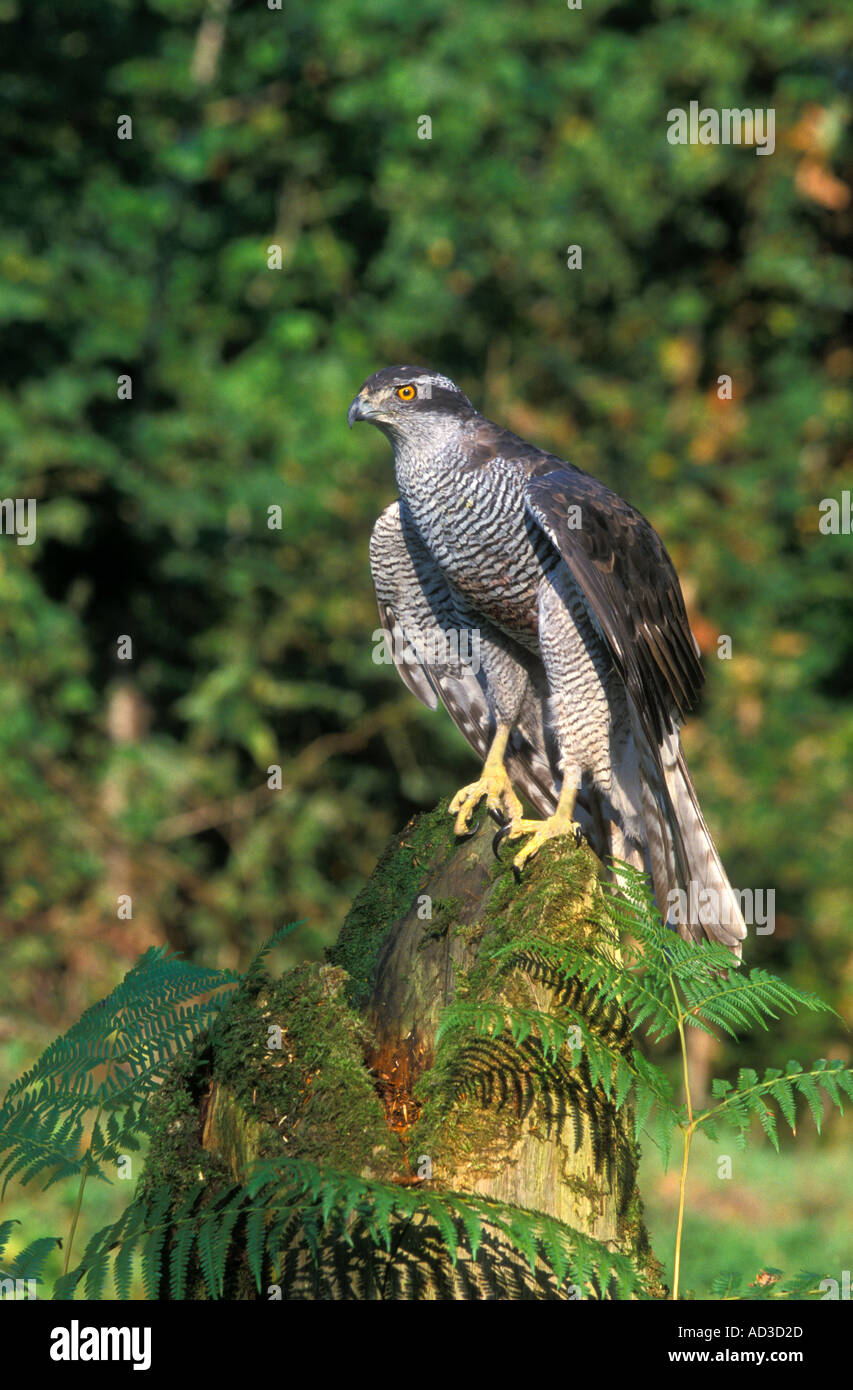 British goshawk hi-res stock photography and images - Alamy