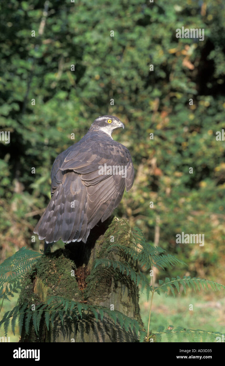 British goshawk hi-res stock photography and images - Alamy