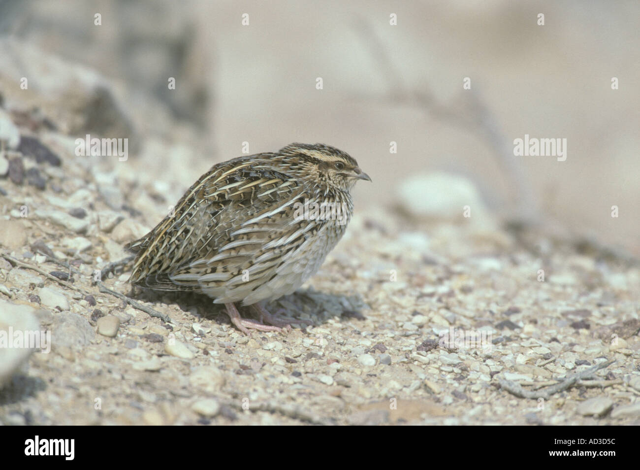 QUAIL Coturnix coturnix Stock Photo - Alamy