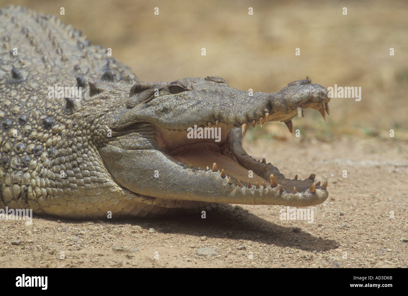 SALTWATER CROCODILE Crocodylus porosus Stock Photo - Alamy