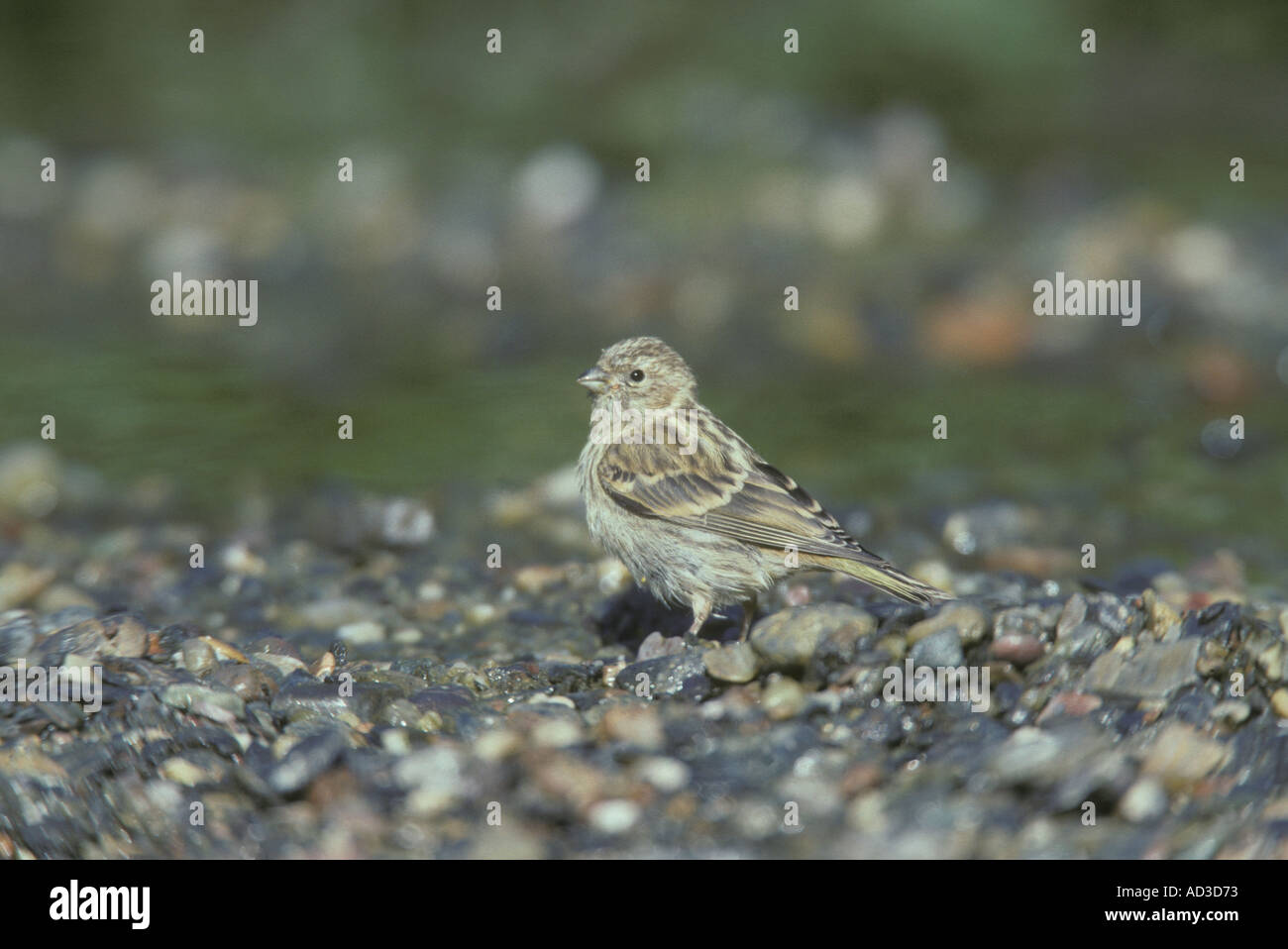 Female serin hi-res stock photography and images - Alamy