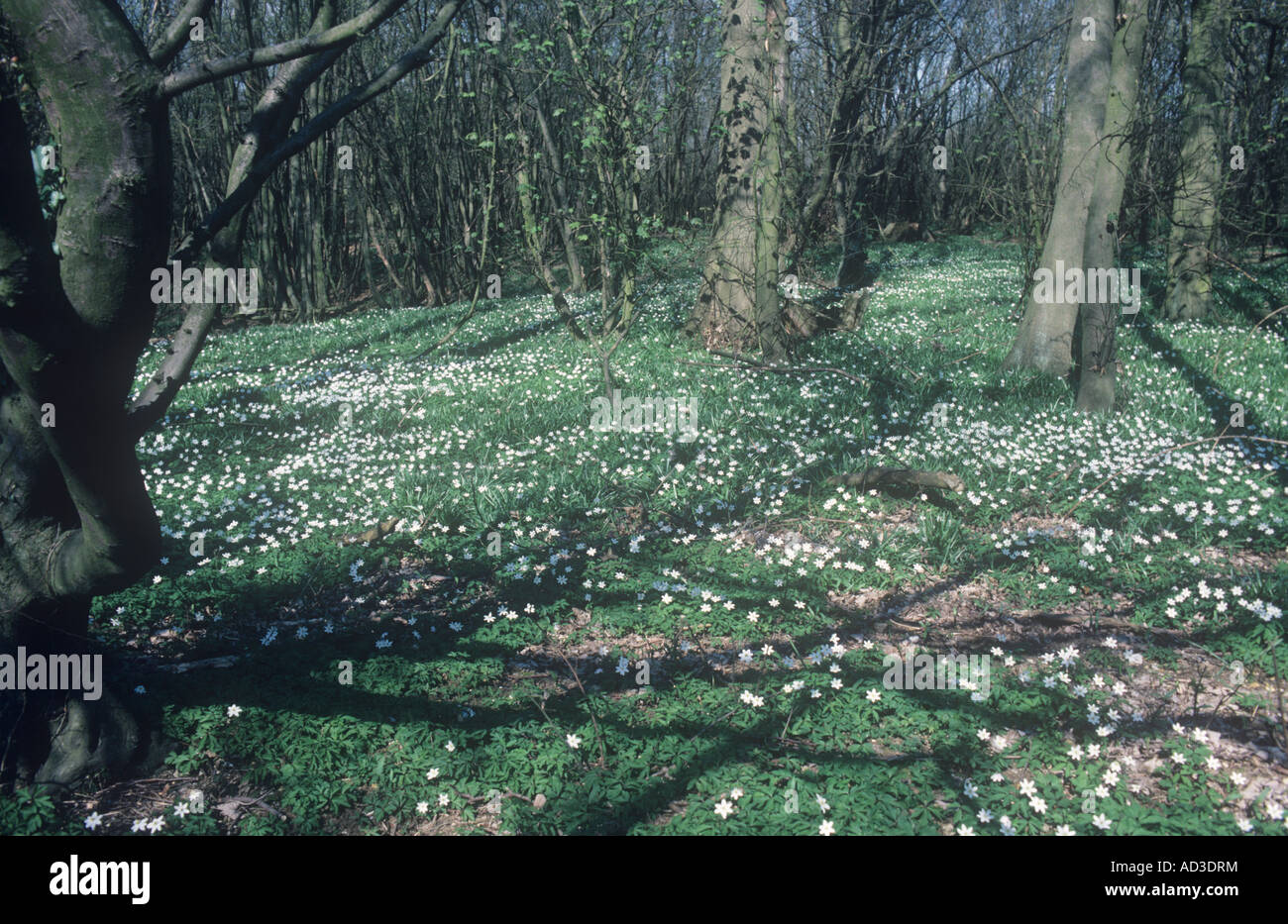 Tewin hertfordshire hi-res stock photography and images - Alamy