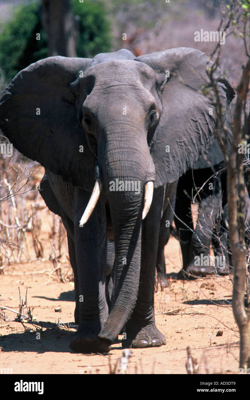 Cow with tusks hi-res stock photography and images - Alamy