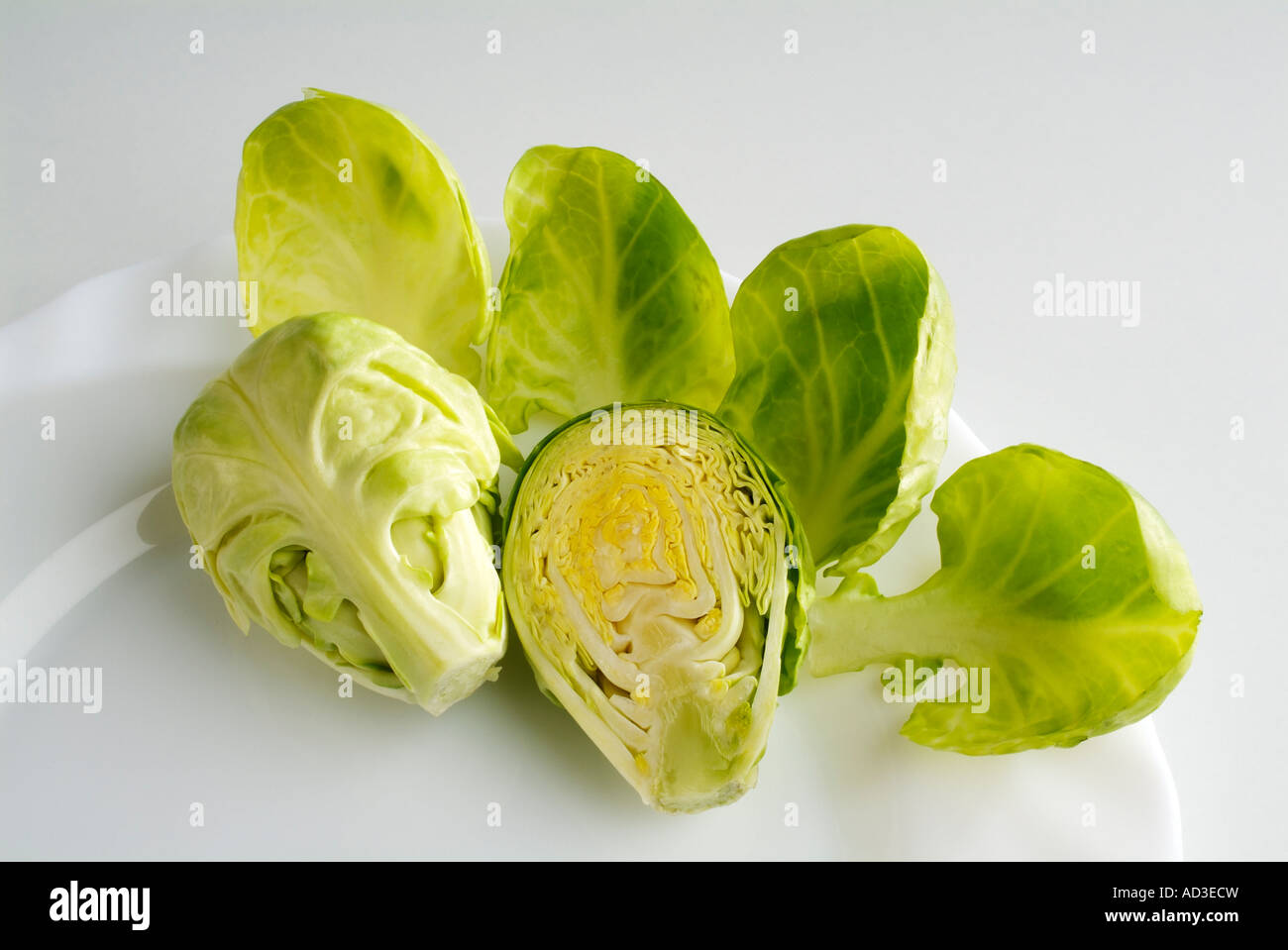 brussels cabbage isolate Stock Photo - Alamy