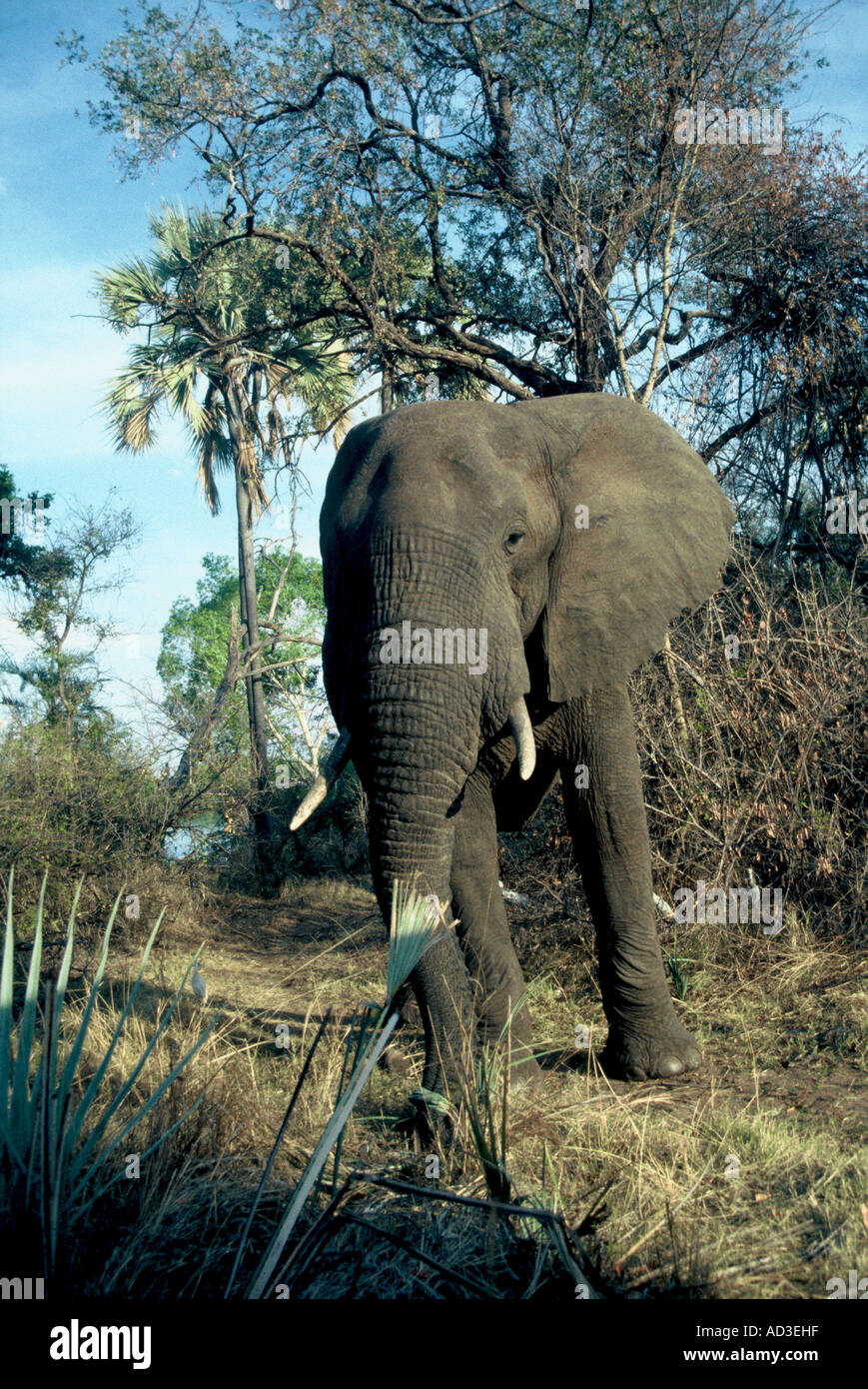 African forest elephant communication hi-res stock photography and ...