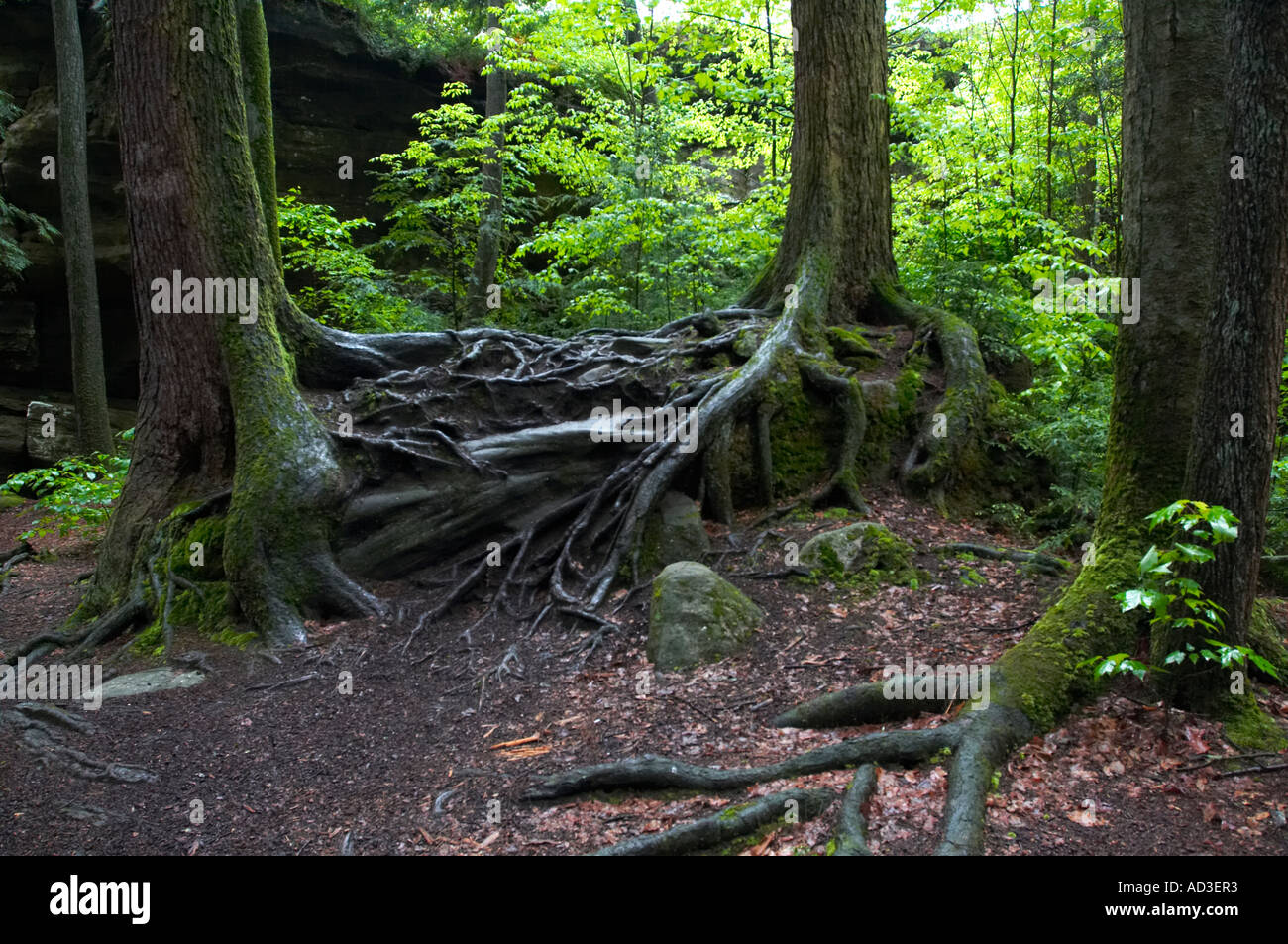 Trees with huge exposed roots in Hocking Hills State Park, Ohio Stock ...