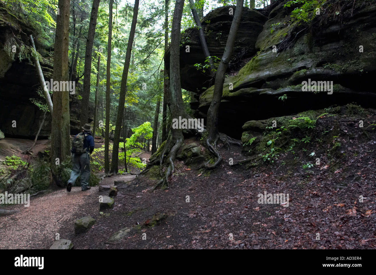 Ash leaf spot hi-res stock photography and images - Alamy