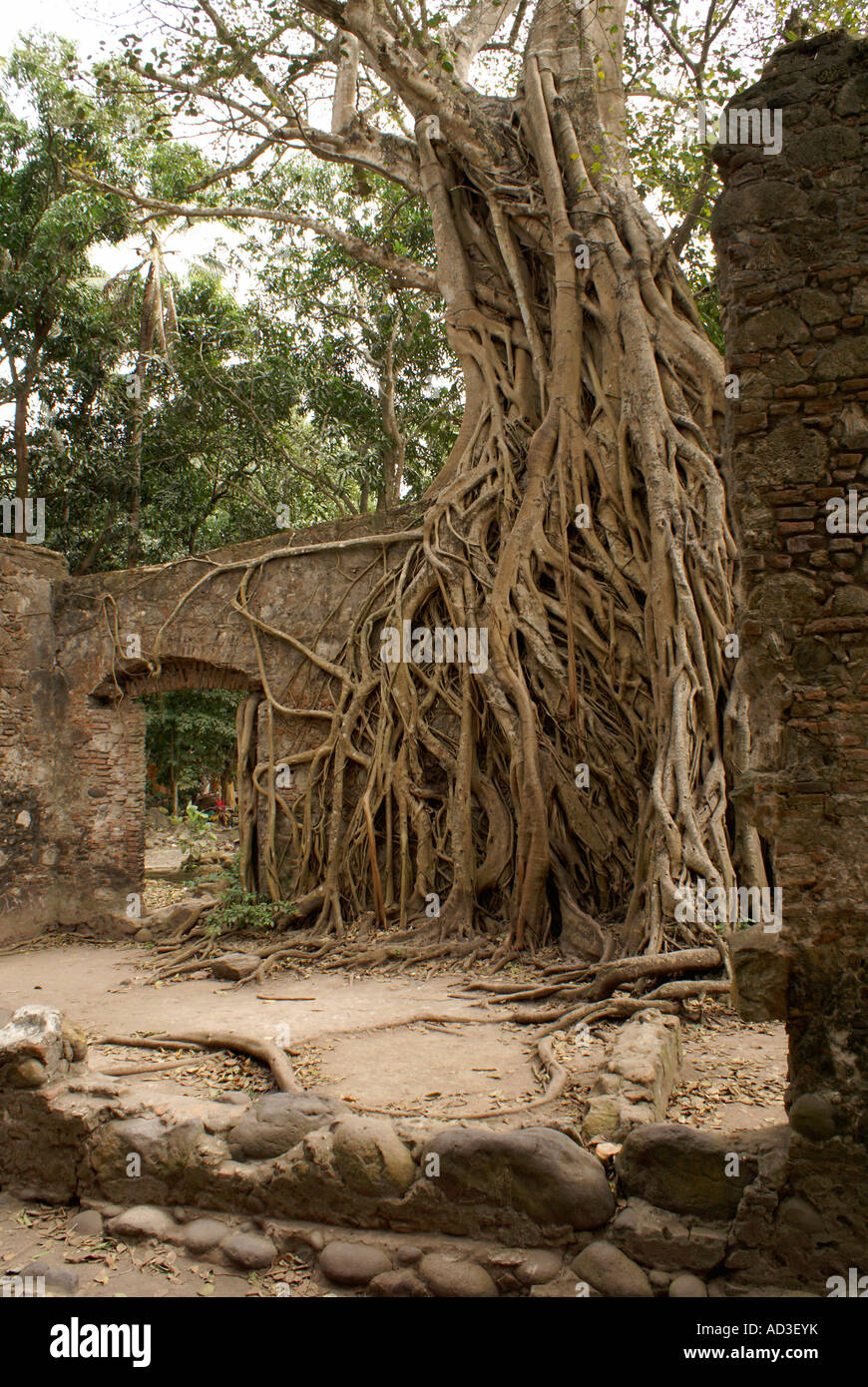 Giant strangler fig tree in the ruined custom house or Casa de Cortes ...