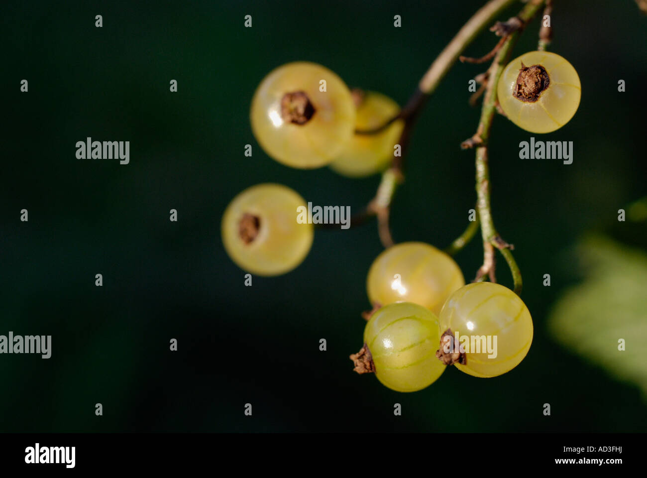 White currant hi-res stock photography and images - Alamy