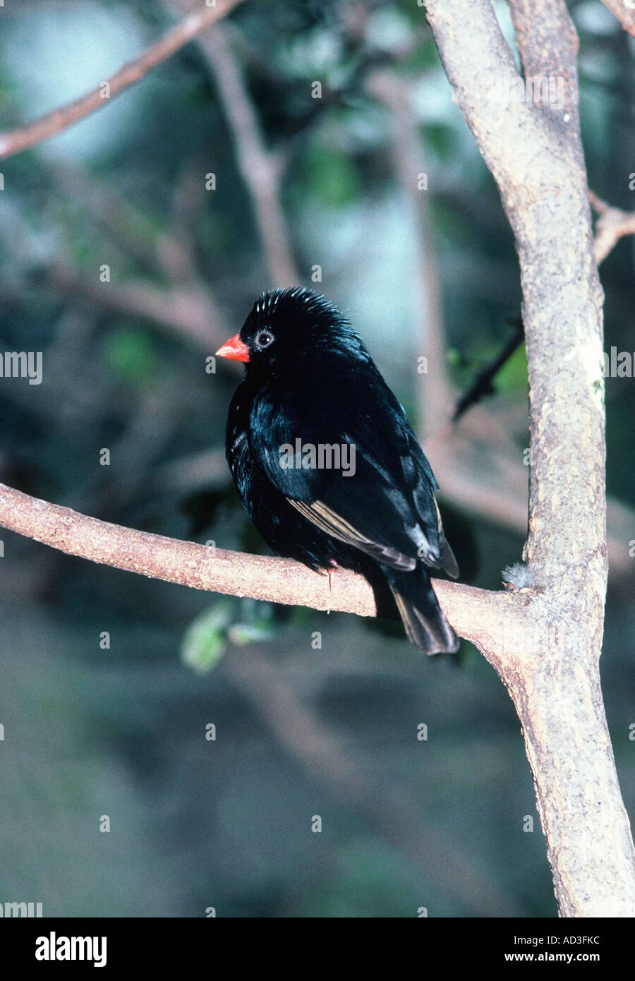 Village Indigobird, Hypochera chalybeata Stock Photo - Alamy