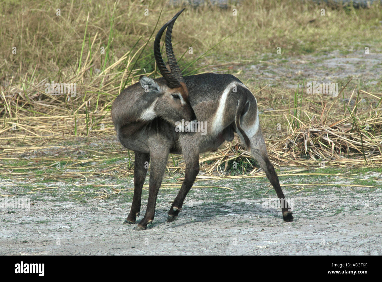 Largest of kobus species hi-res stock photography and images - Alamy