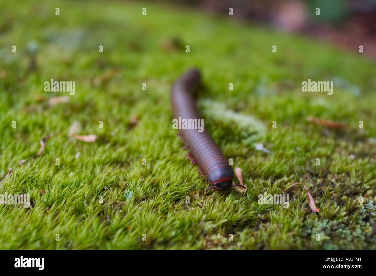 A large centipede in a forest among lichens Stock Photo - Alamy