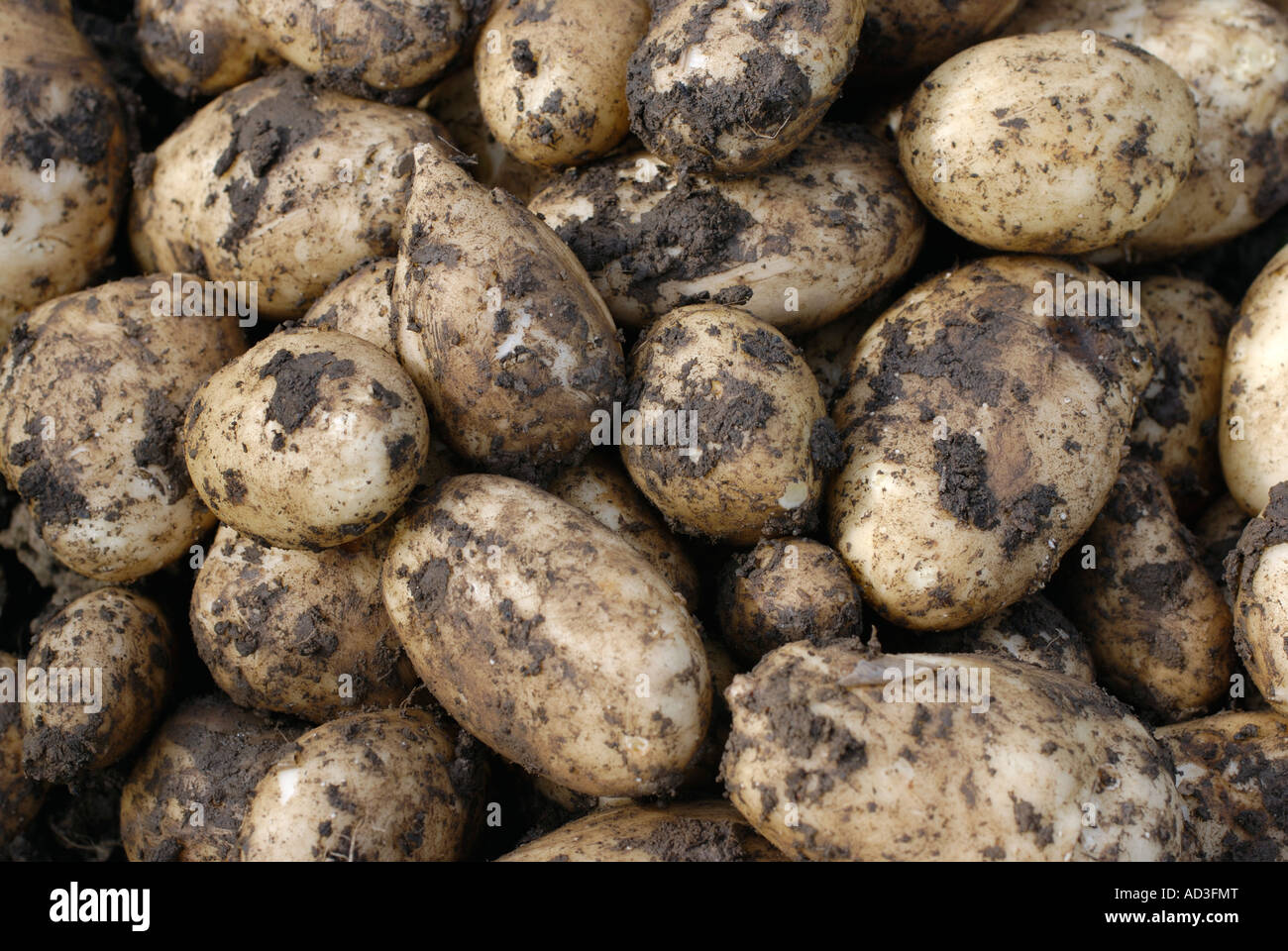 Kidney potato hi-res stock photography and images - Alamy