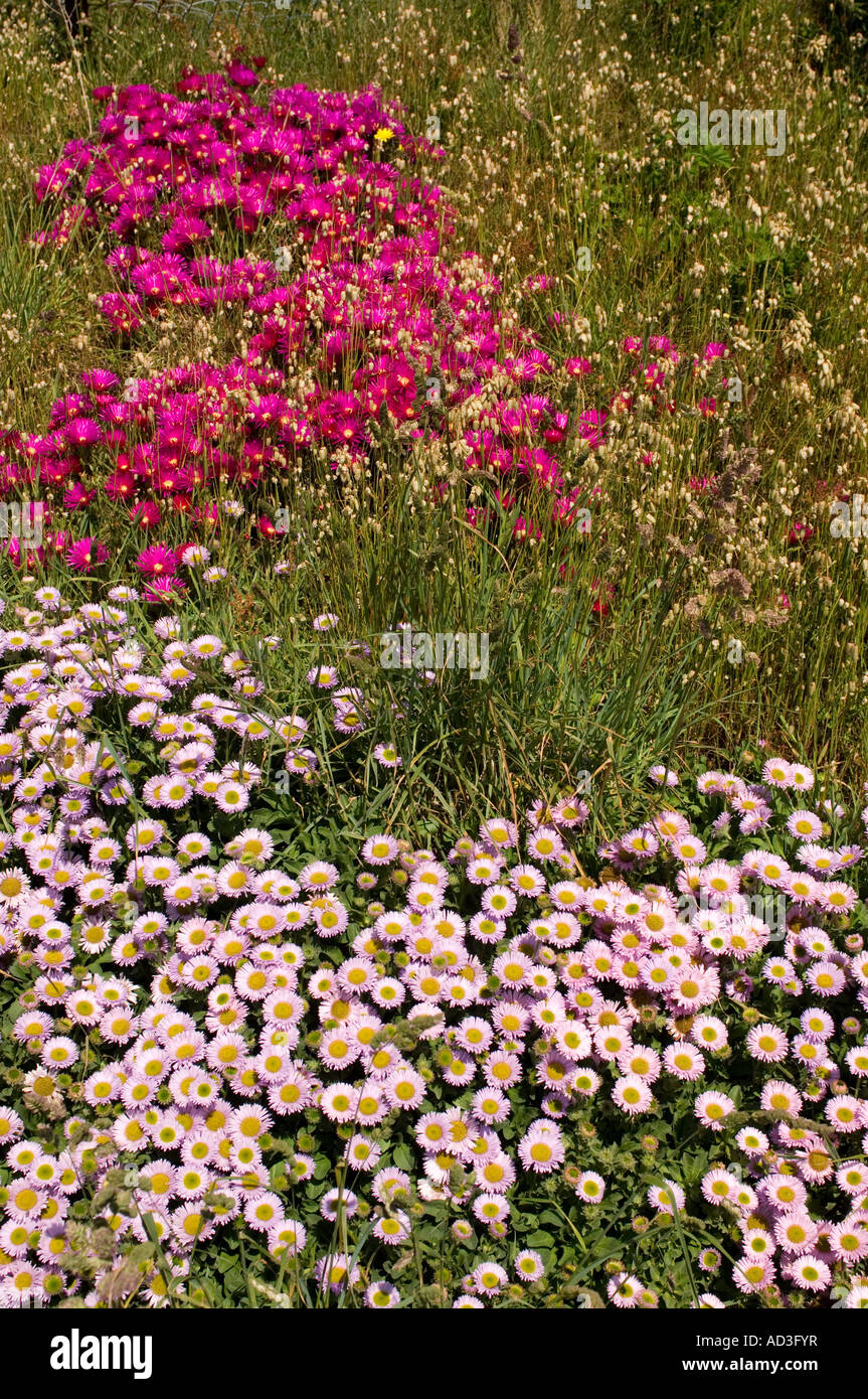 Wild flower channel island hi-res stock photography and images - Alamy
