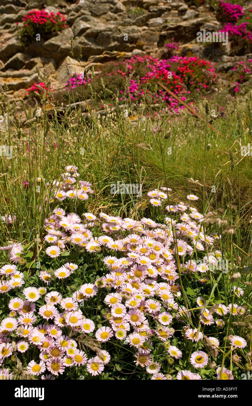Wild flower channel island hi-res stock photography and images - Alamy