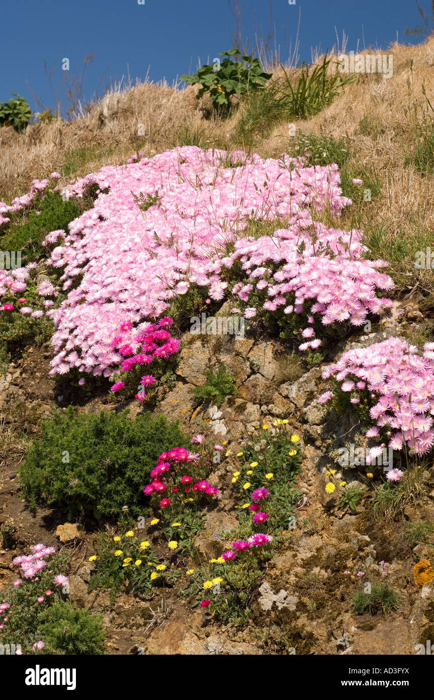 Wild flower channel island hi-res stock photography and images - Alamy