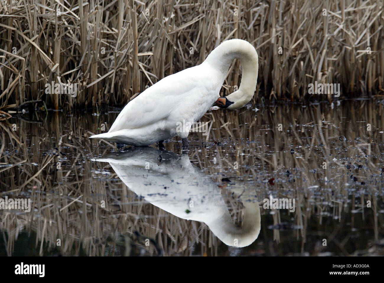 Swan preening it s feathers Stock Photo - Alamy