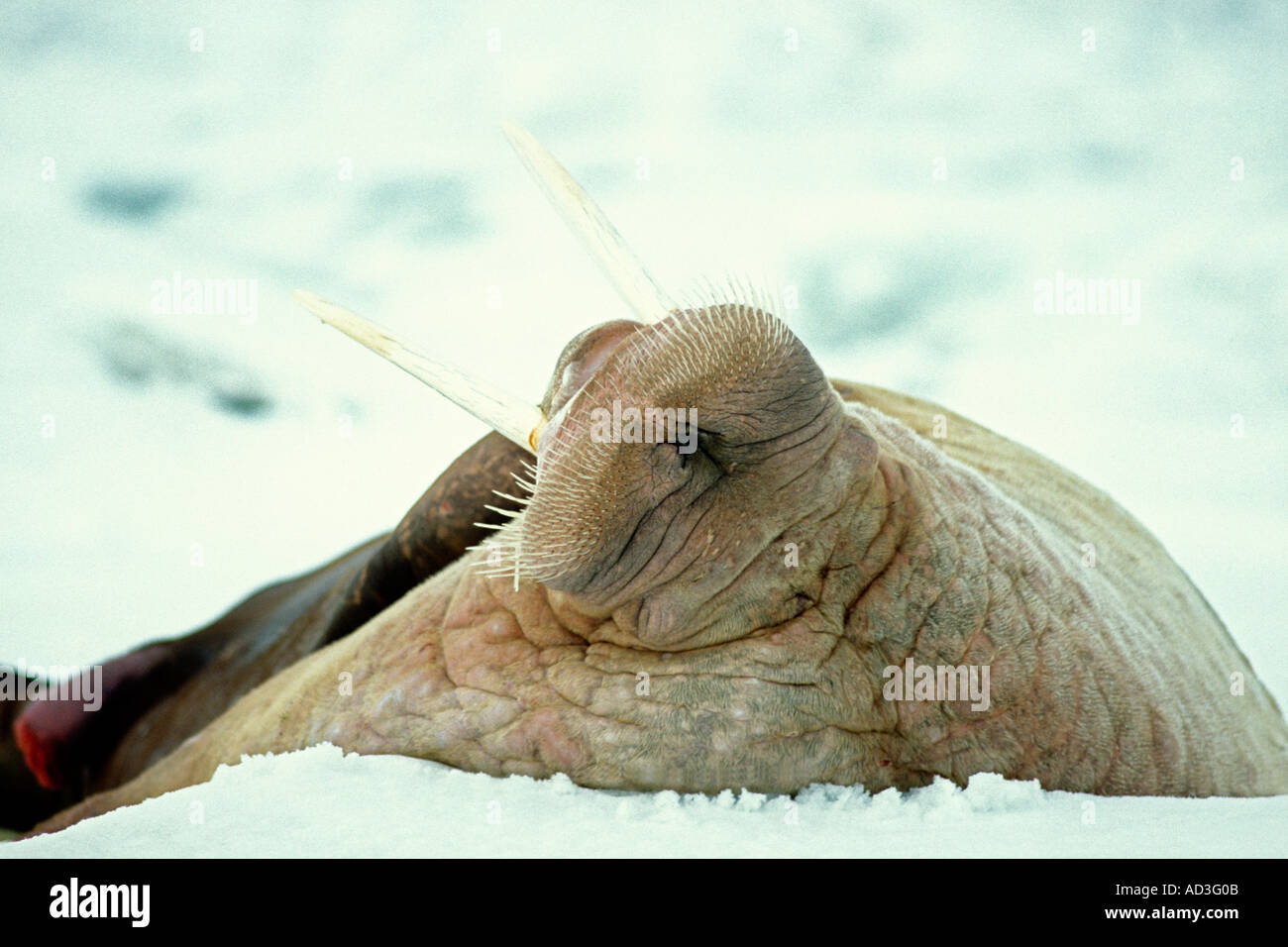 Large bull walrus odobenus rosmarus hi-res stock photography and images ...