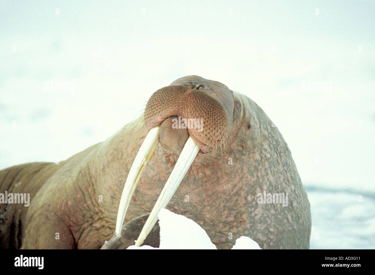 Odobenus rosmarus science hi-res stock photography and images - Alamy