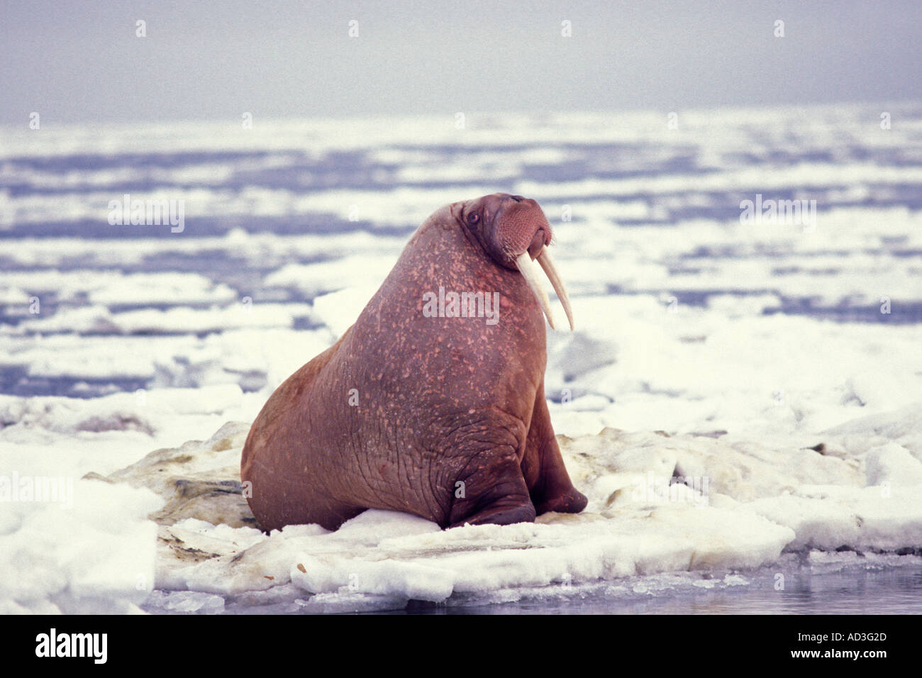 Large bull walrus odobenus rosmarus hi-res stock photography and images ...