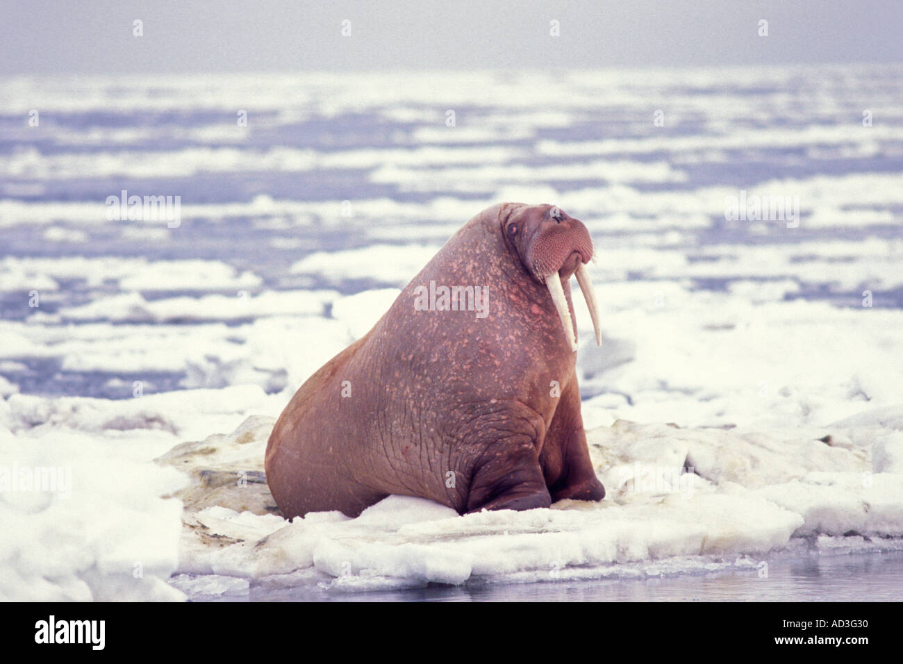 walrus Odobenus rosmarus on the pack ice Bering Sea Alaska Stock Photo ...