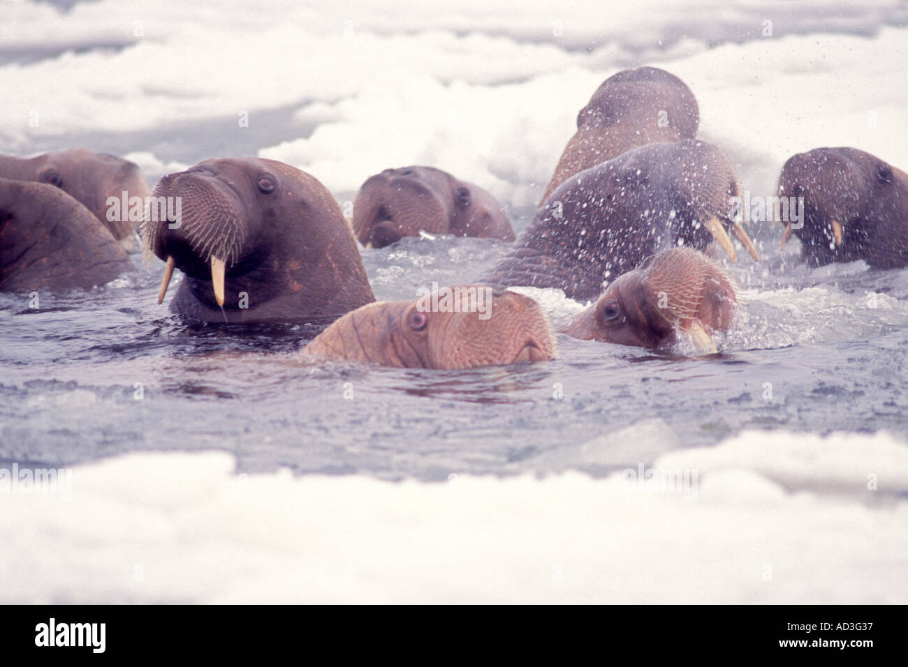 walrus Odobenus rosmarus group in the water in the middle of pack ice ...