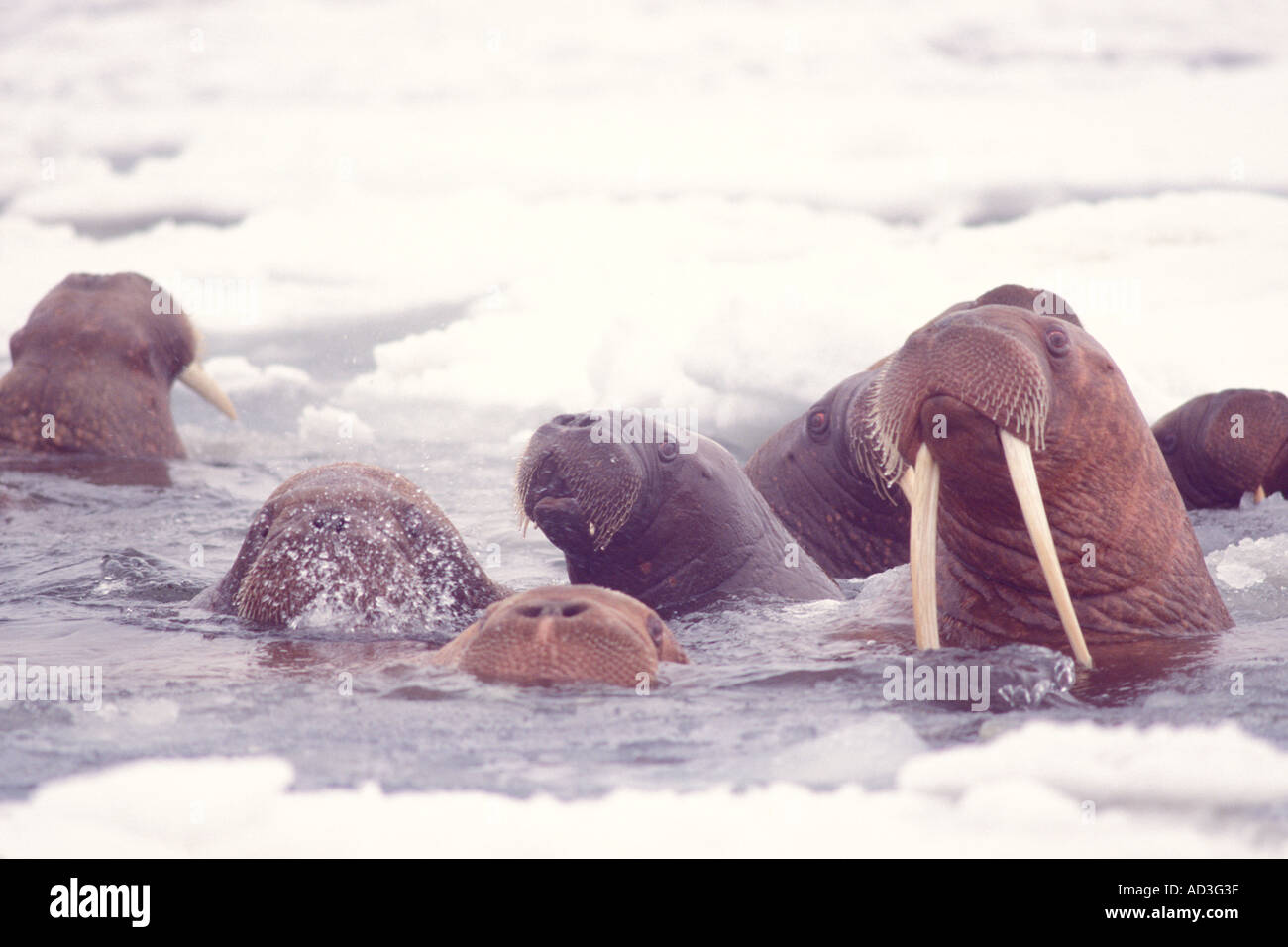 walrus Odobenus rosmarus group in the water in the middle of pack ice ...