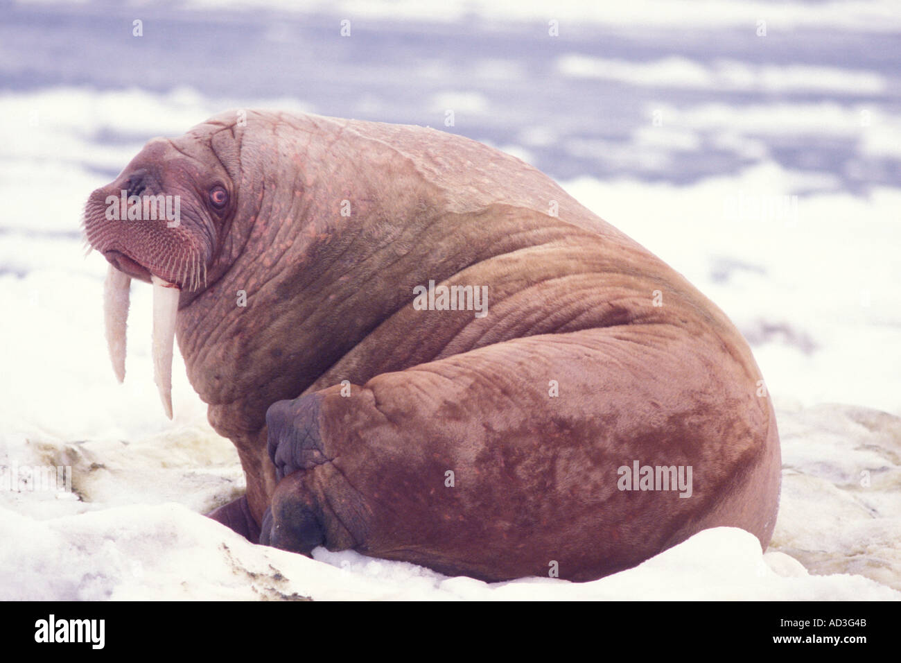 walrus Odobenus rosmarus on the pack ice Bering Sea Alaska Stock Photo ...