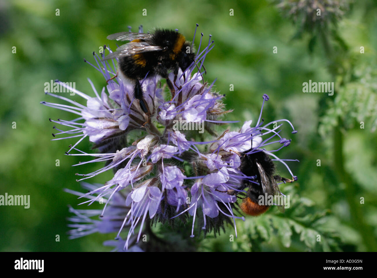 Phacelia tanacetifolia bumble bee hi-res stock photography and images ...