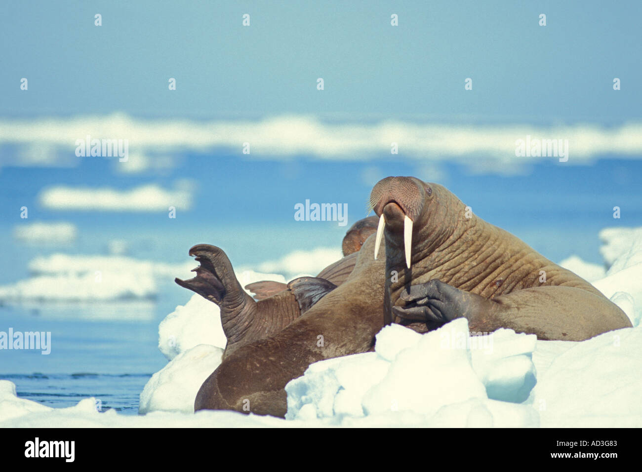 walrus Odobenus rosmarus group on the pack ice Bering Sea Alaska Stock ...