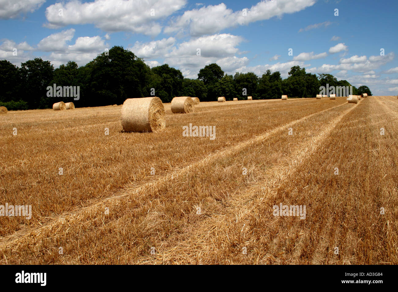 Harvest time in a Sussex field showing round Hay bales Taken in July ...