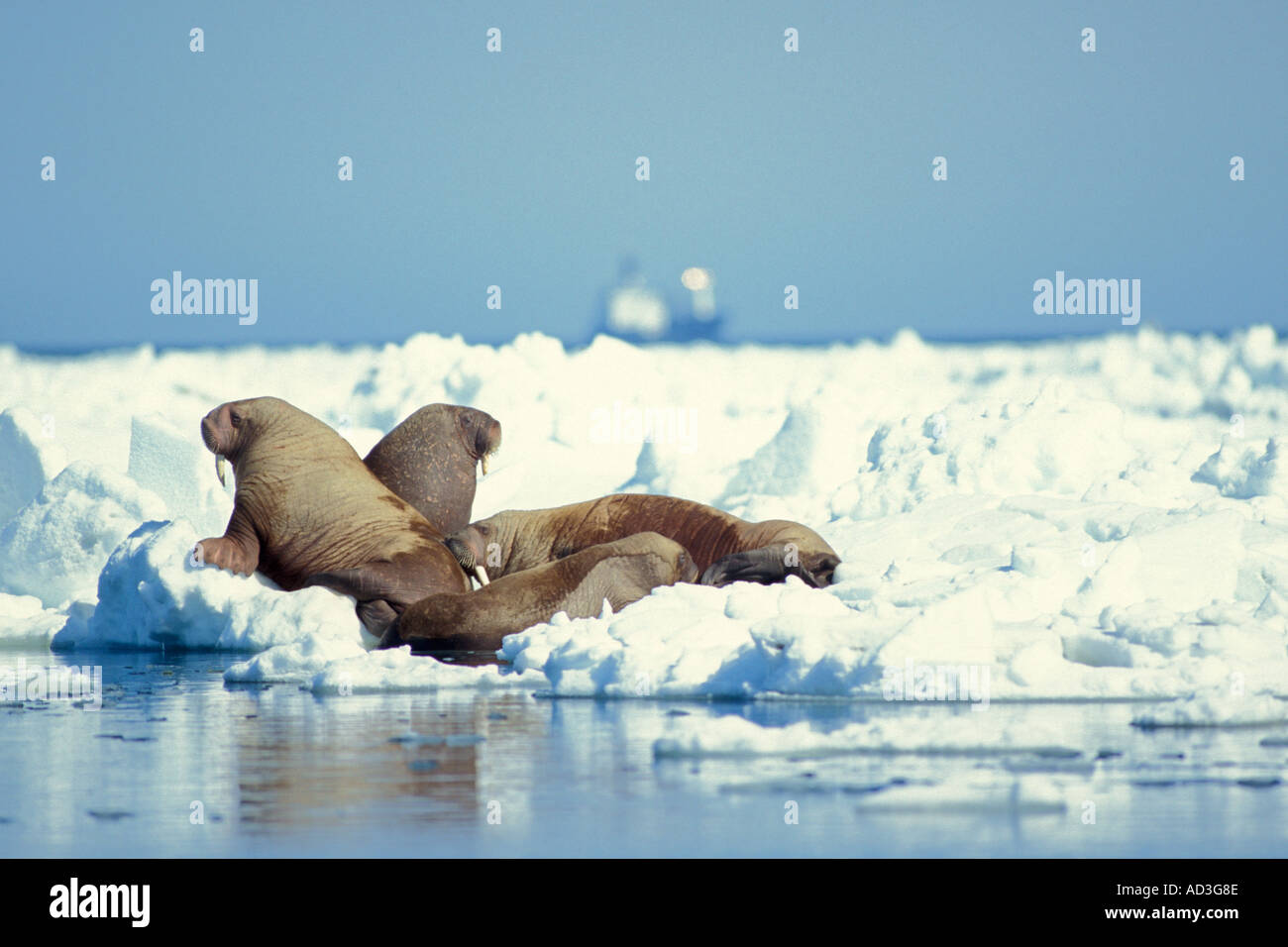 walrus Odobenus rosmarus group on the pack ice Bering Sea Alaska Stock ...