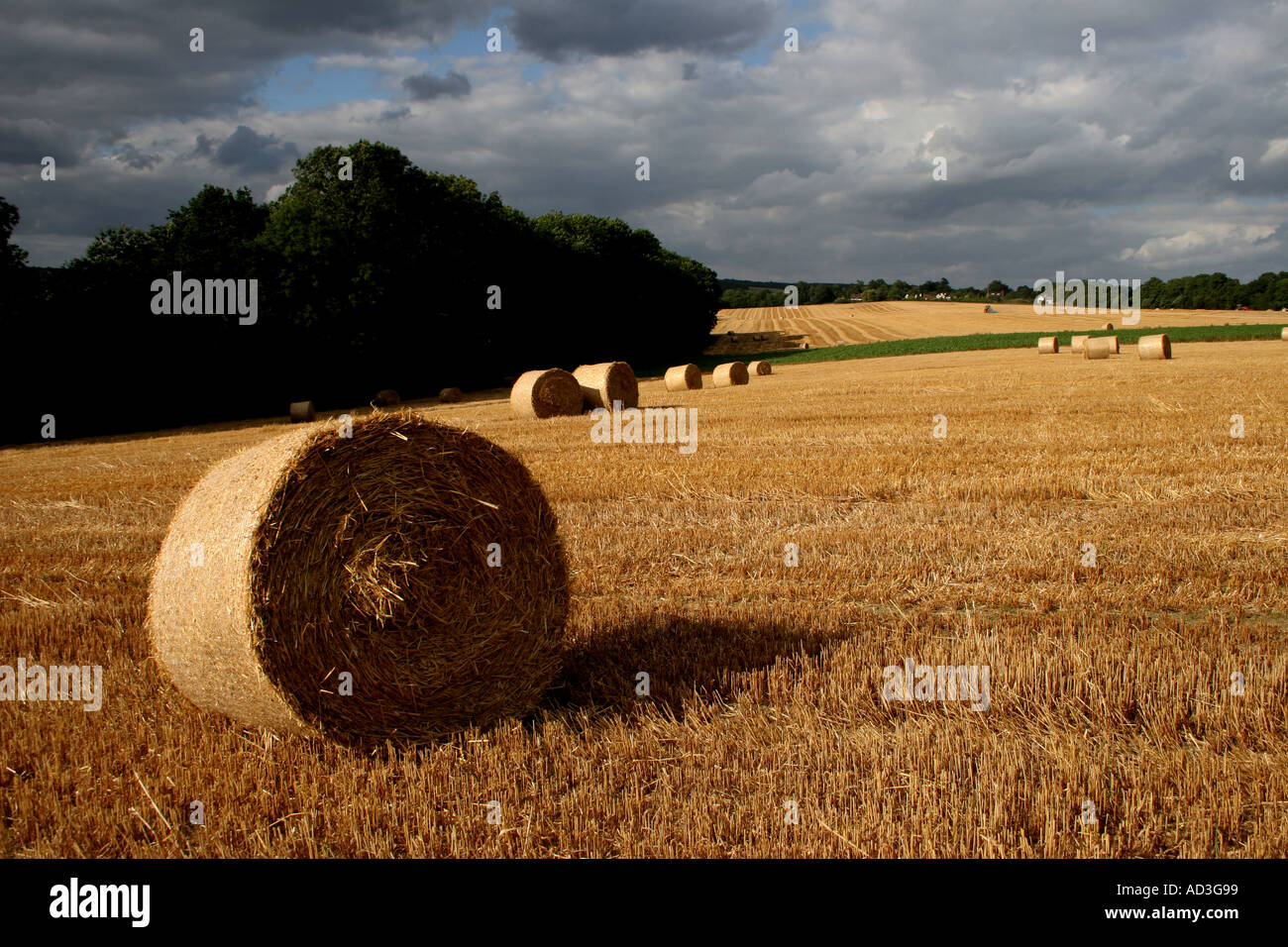 Harvest time in a Sussex field showing round Hay bales Taken in July ...