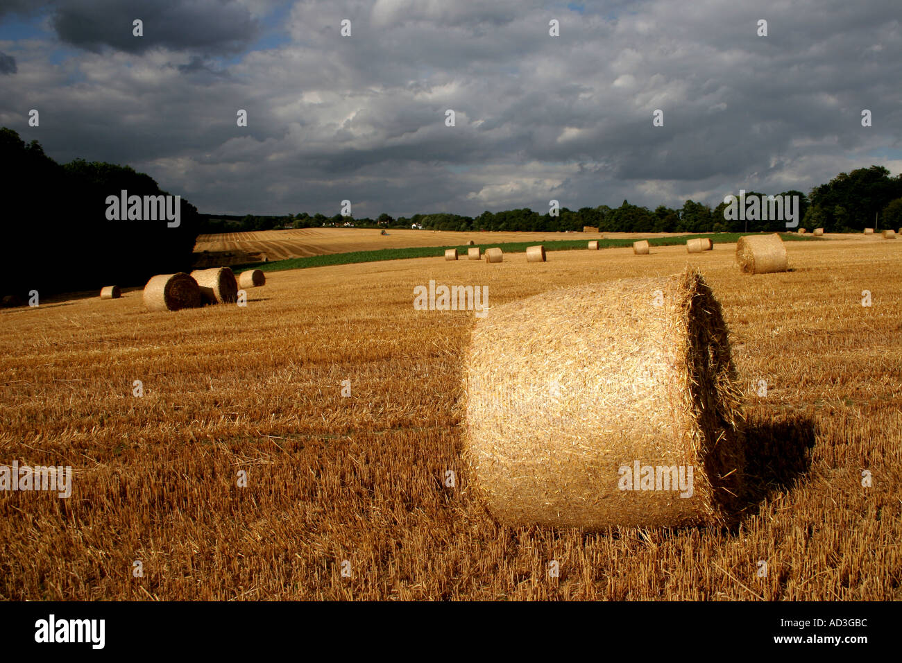 Harvest time in a Sussex field showing round Hay bales Taken in July ...
