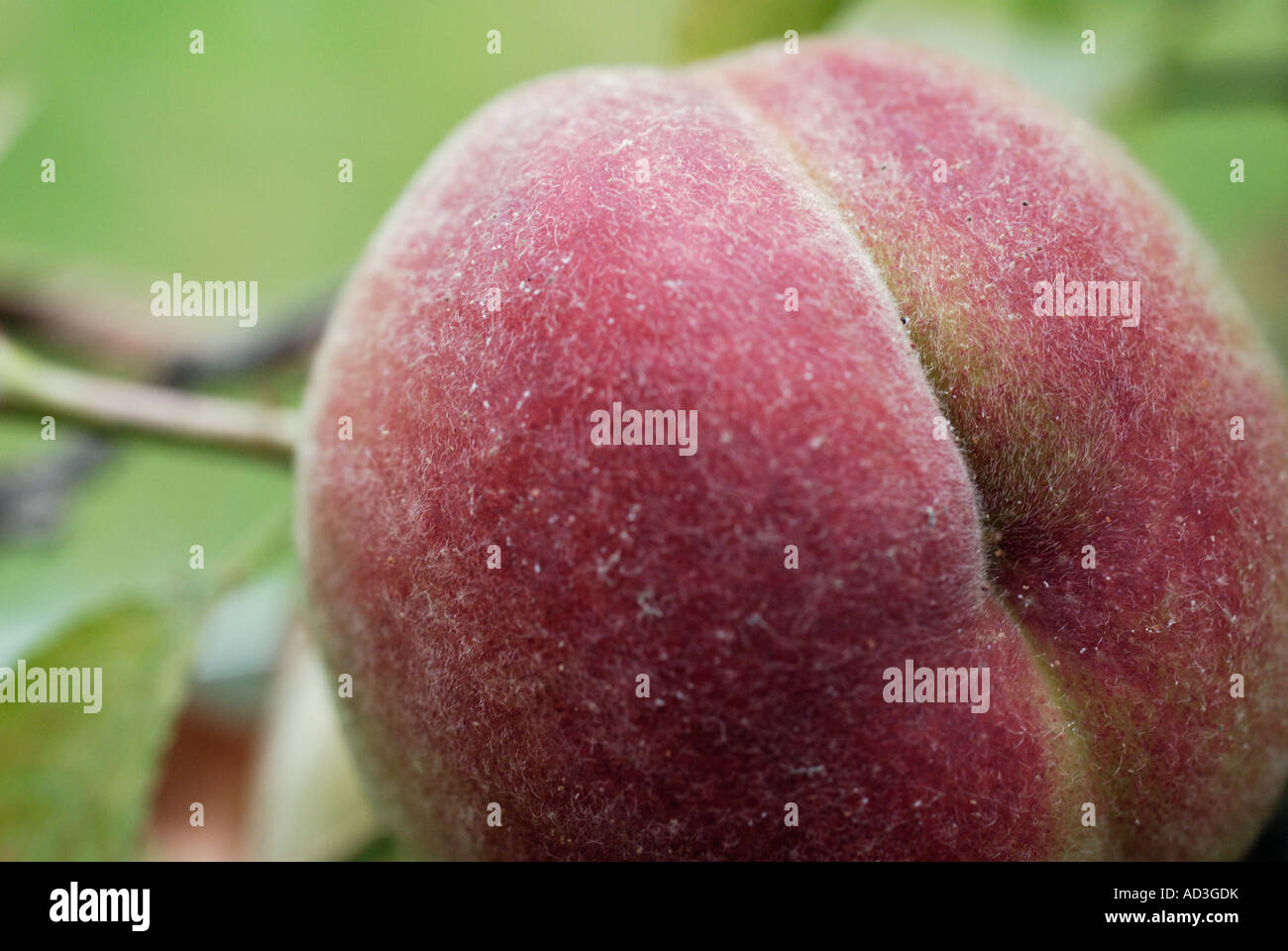 Peregrine peach fruit hi-res stock photography and images - Alamy