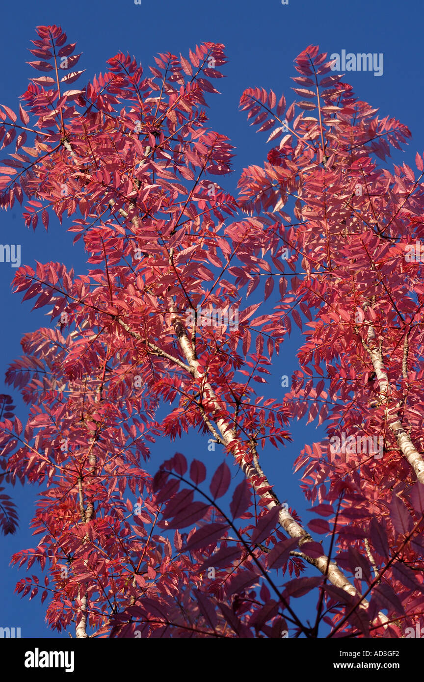 Chinese Toon Tree Stock Photo - Alamy