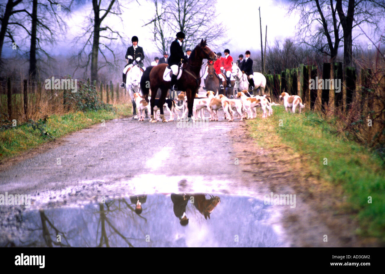 English hunt horses hi-res stock photography and images - Alamy