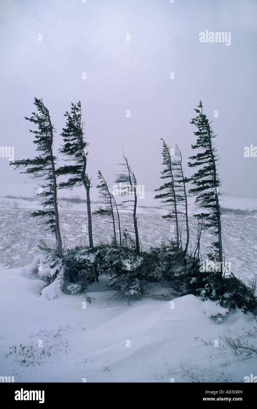Wind flagged Spruce Trees winter Churchill Hudson Bay Manitoba CANADA ...