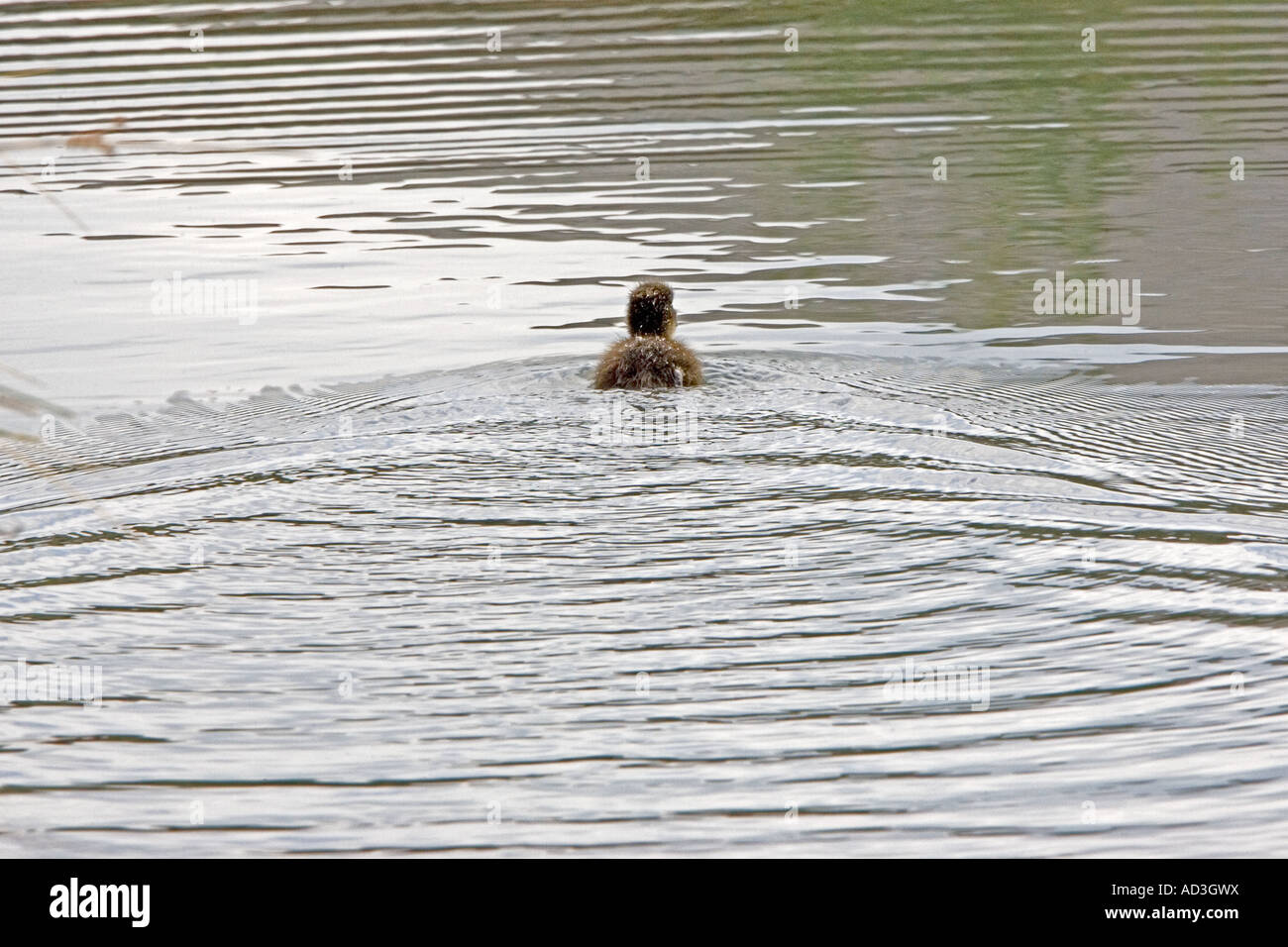 A duckling swims away from the camera Stock Photo - Alamy