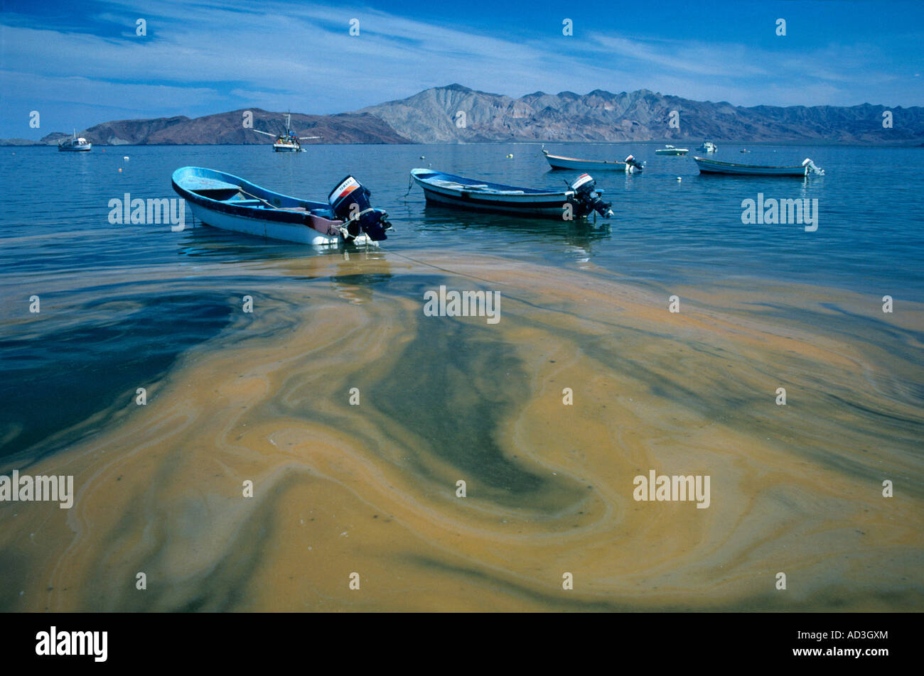 Red Tide caused by dinoflagellates (Noctiluca sp) source of ...