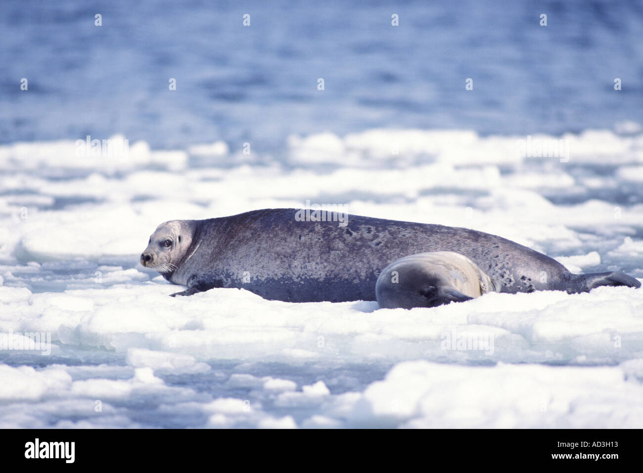 Bearded seal pup hi-res stock photography and images - Alamy