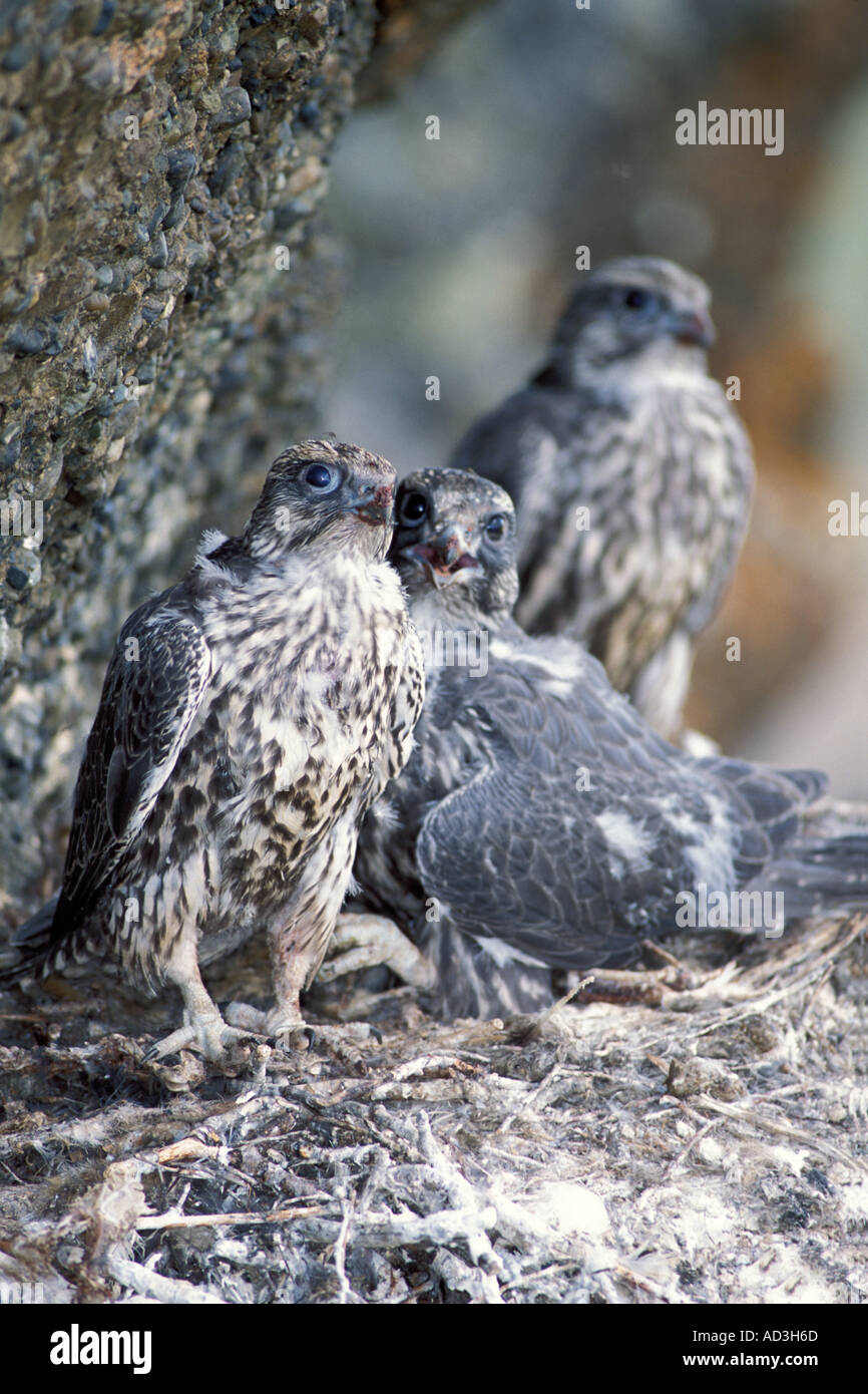 gyrfalcon Falco rusticolus juveniles getting ready to fly North Slope ...