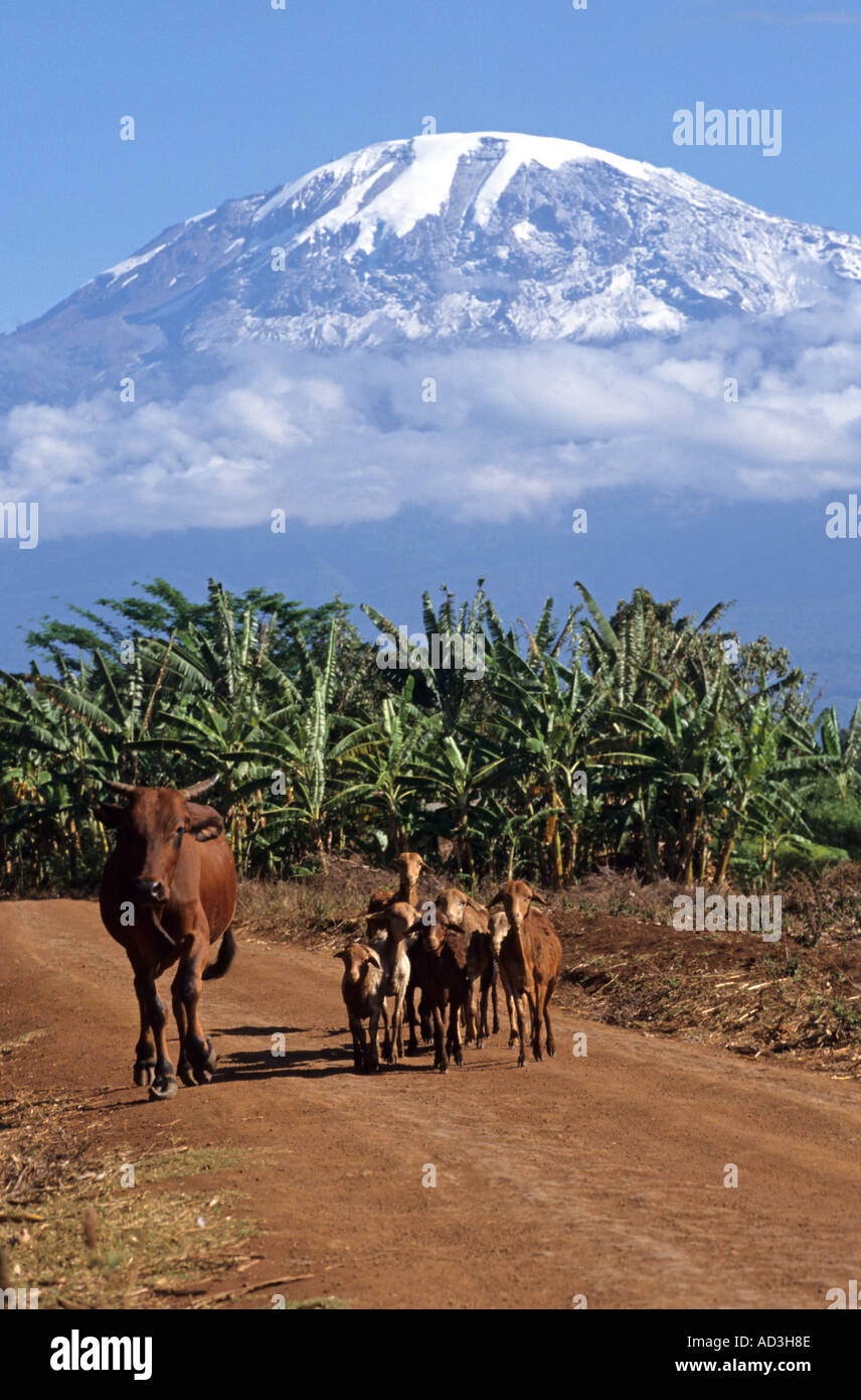 A cow and goats walking on a road, banana plantation and Mt ...