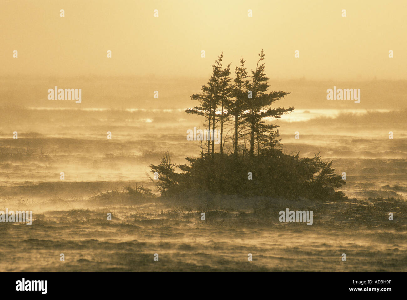 Winter Storm, wind-shaped spruce trees, Arctic Tundra, Churchill ...