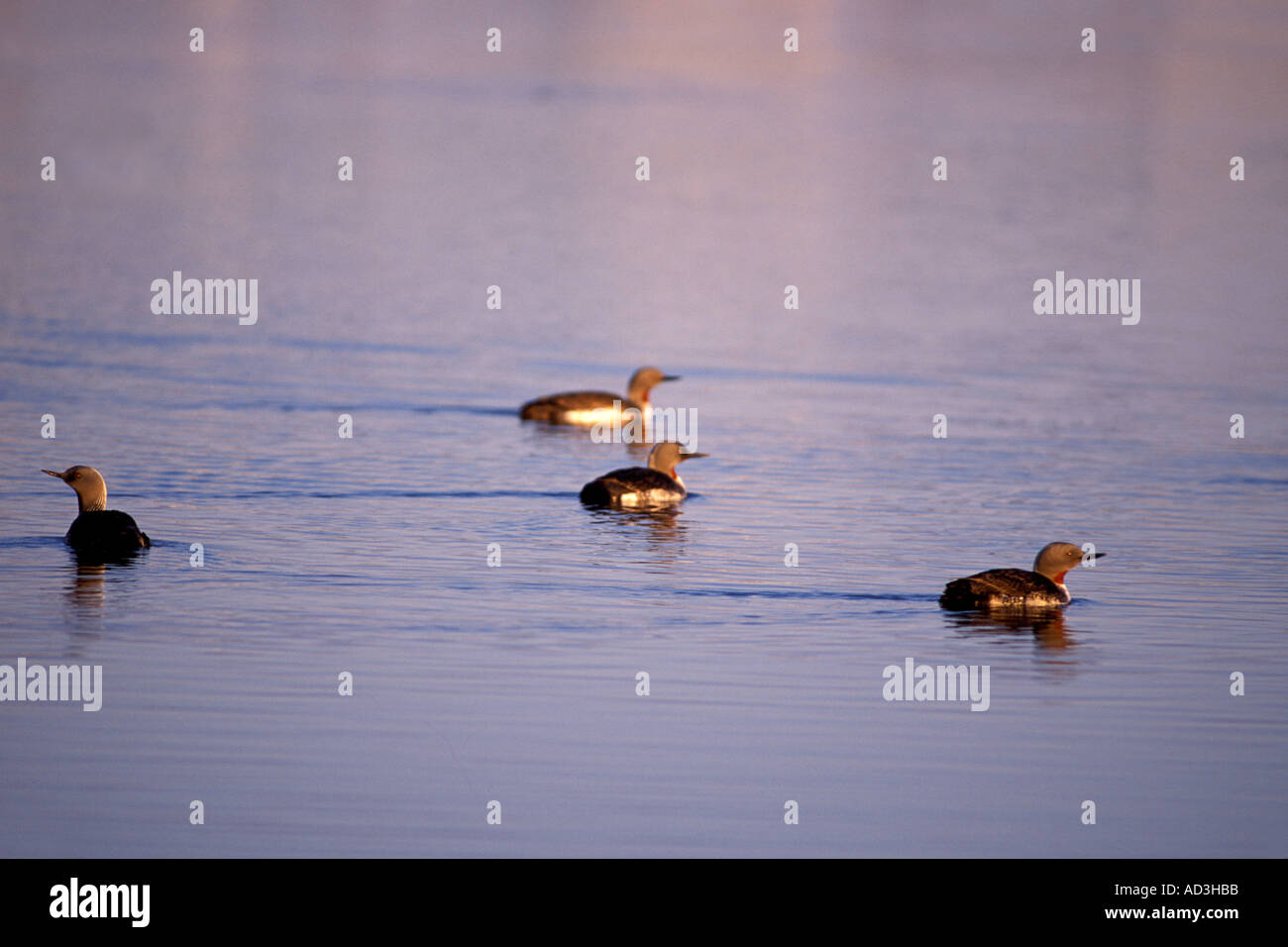Group of loons hi-res stock photography and images - Alamy
