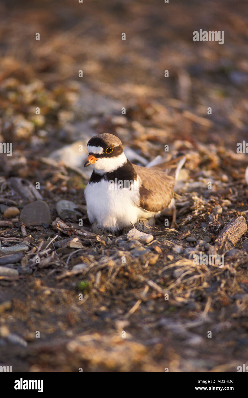 Semipalmated plover nest hi-res stock photography and images - Alamy