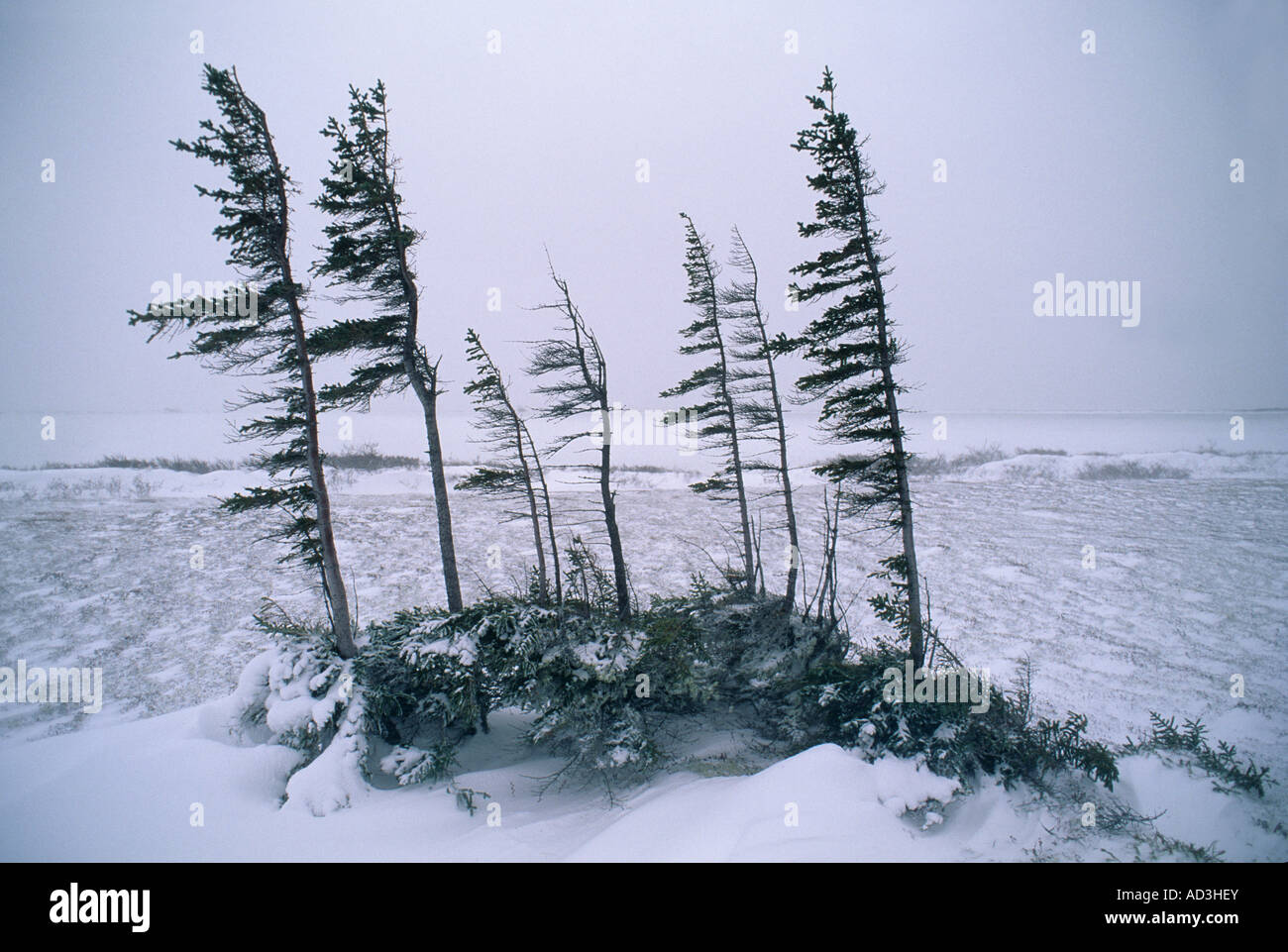 Wind flagged Spruce Trees, winter, Churchill Hudson Bay Manitoba CANADA ...